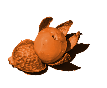 Astro Vino - Wine for Your Sign